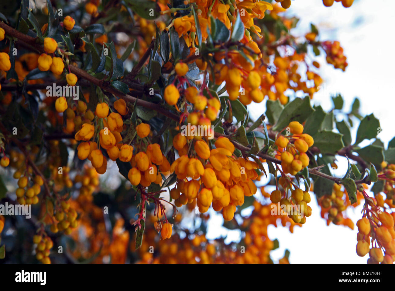 Flowers in Cornwall in the Spring Stock Photo - Alamy
