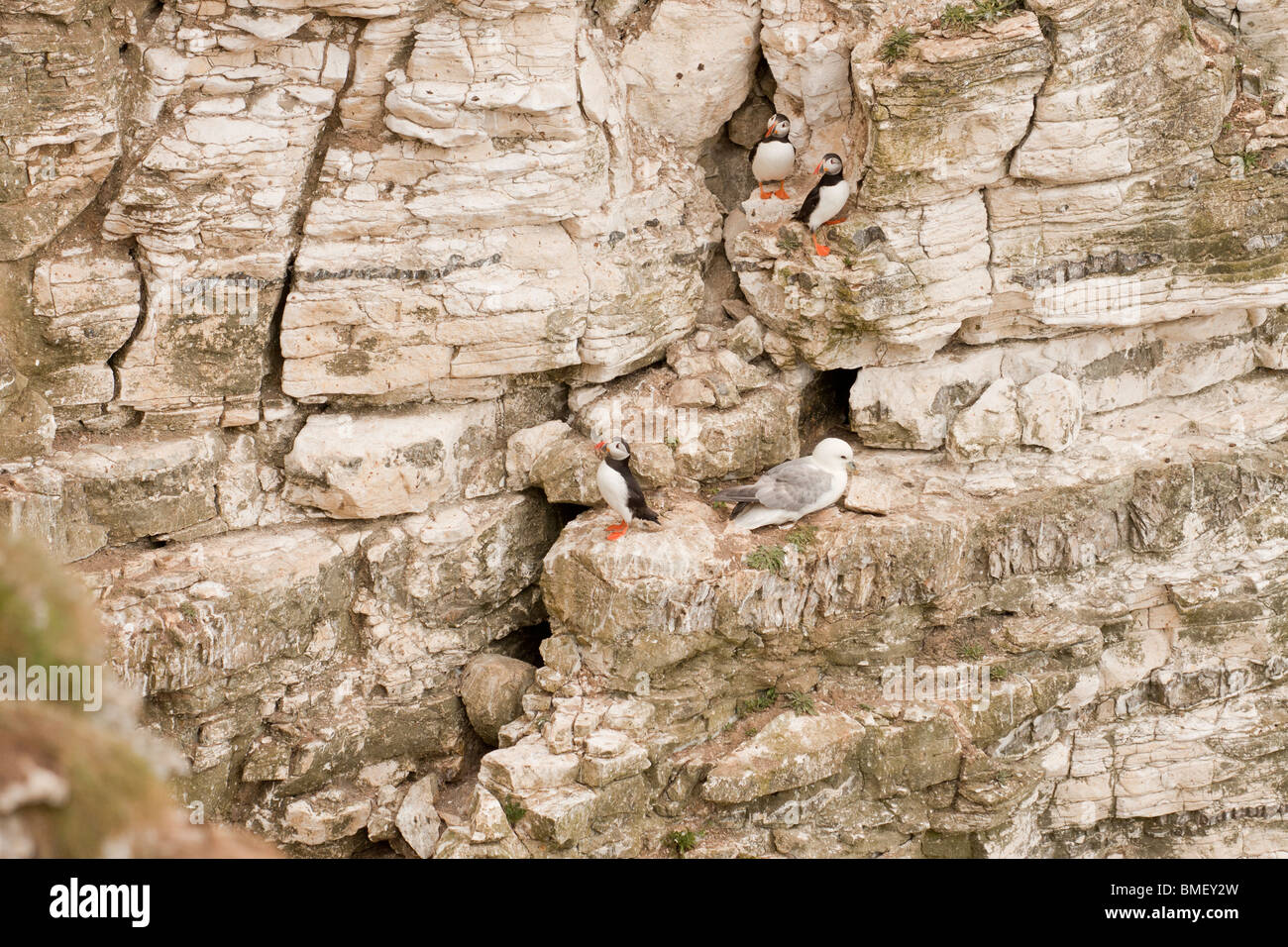 Puffins on Bempton Cliffs Stock Photo - Alamy