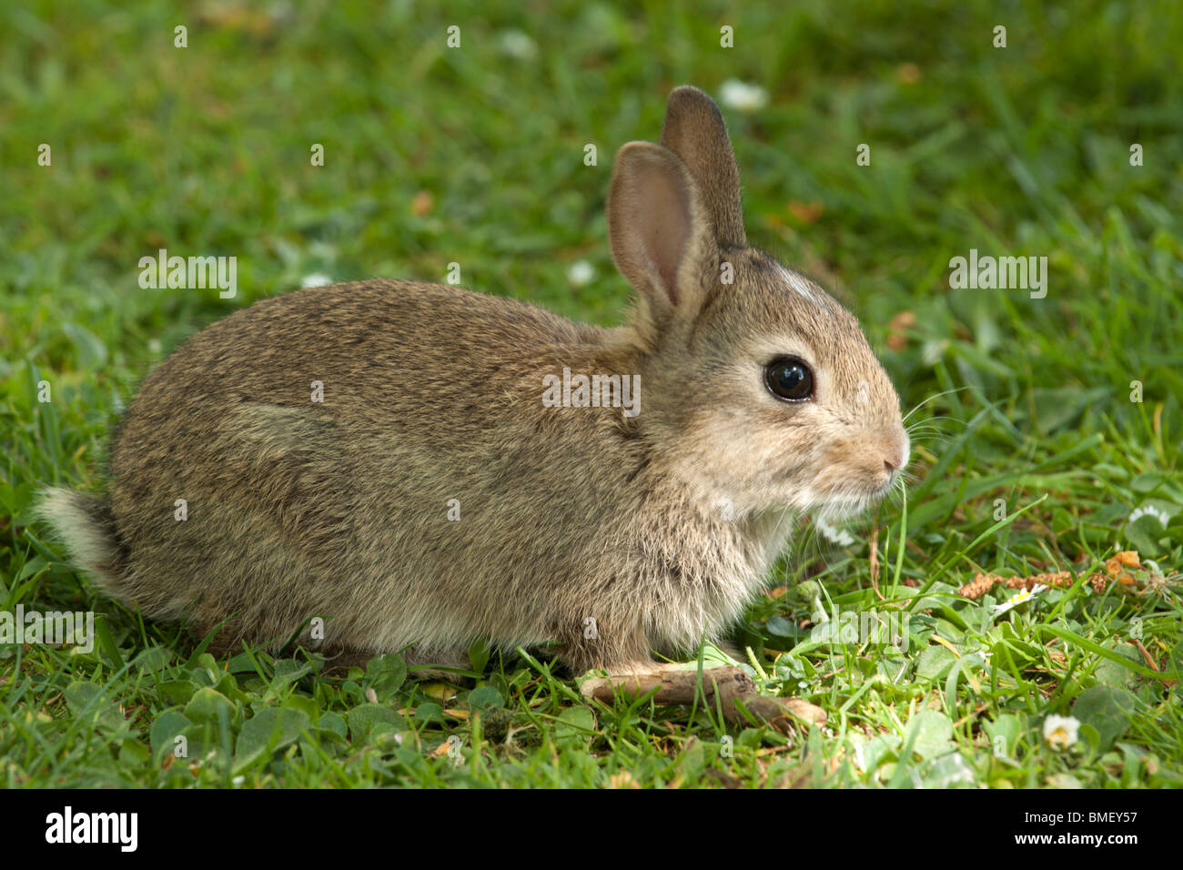 Bunny rabbit cute hi-res stock photography and images - Alamy