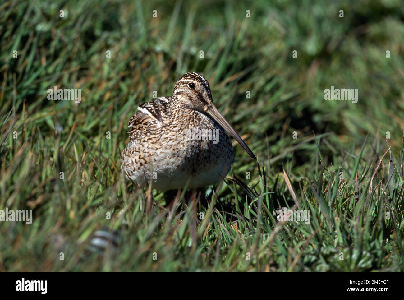 Magellanic snipe hi-res stock photography and images - Alamy