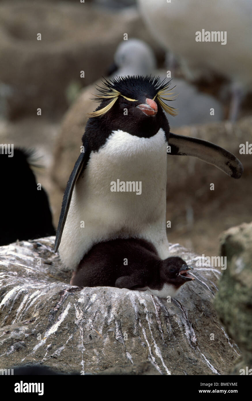 Rockhopper penguin with chick, New Island, Falklands Stock Photo - Alamy