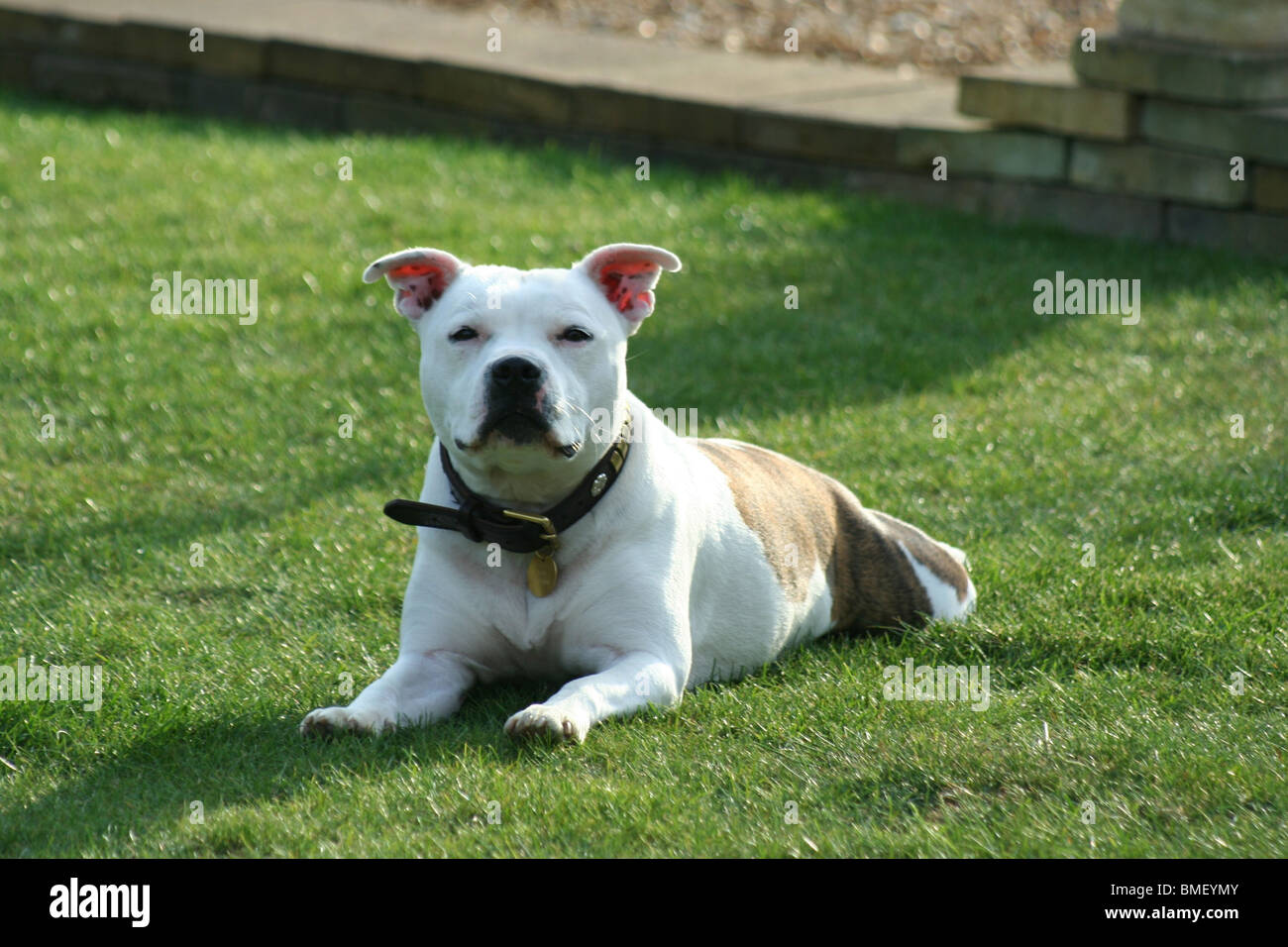 Young staffordshire bull terrier hi-res stock photography and images ...