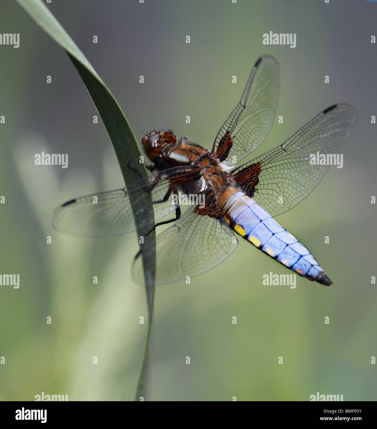 dragonfly,male,broad bodied chaser,blue,libellula depressa Stock Photo ...