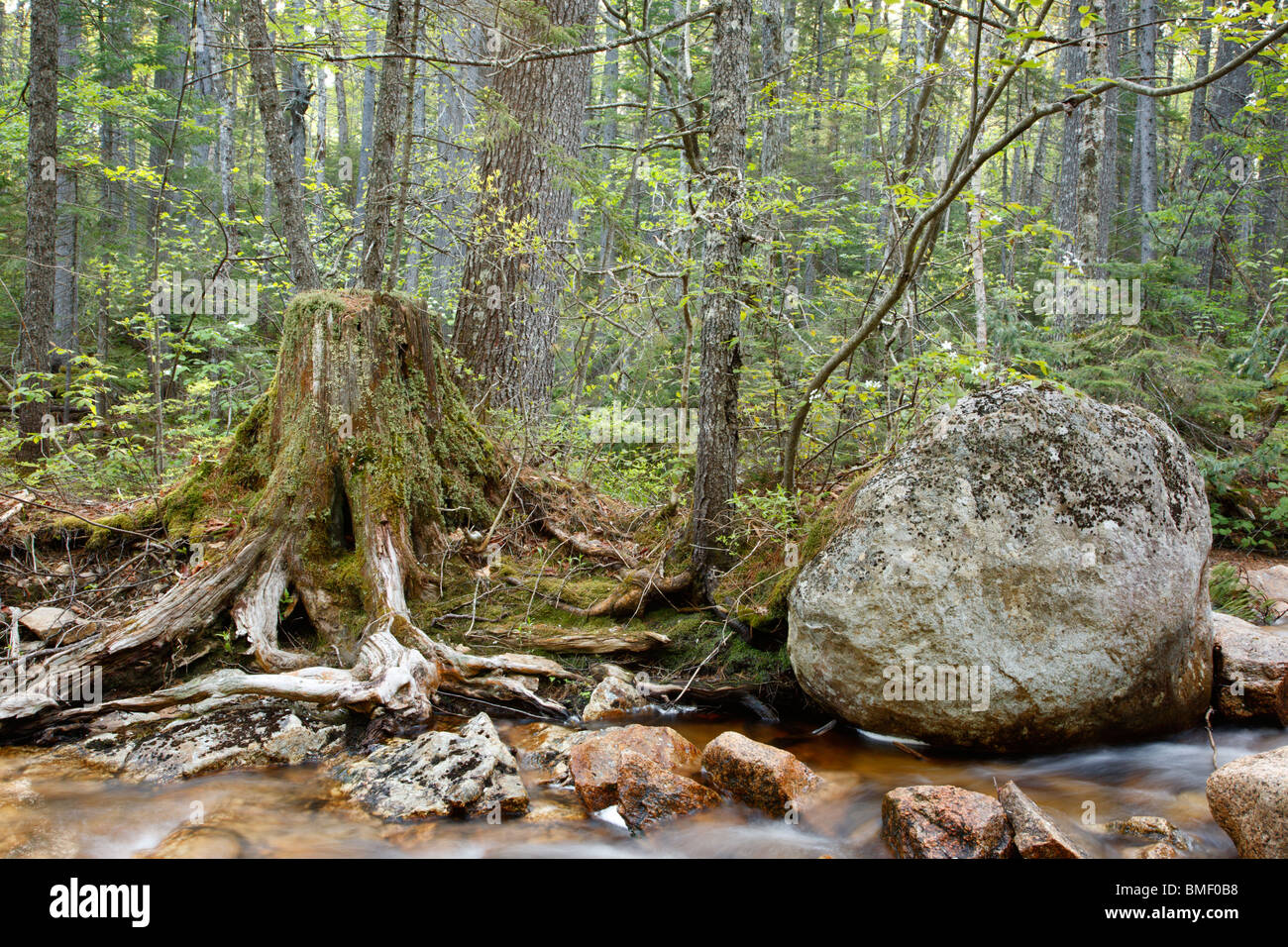 Decaying tree in forest hi-res stock photography and images - Alamy