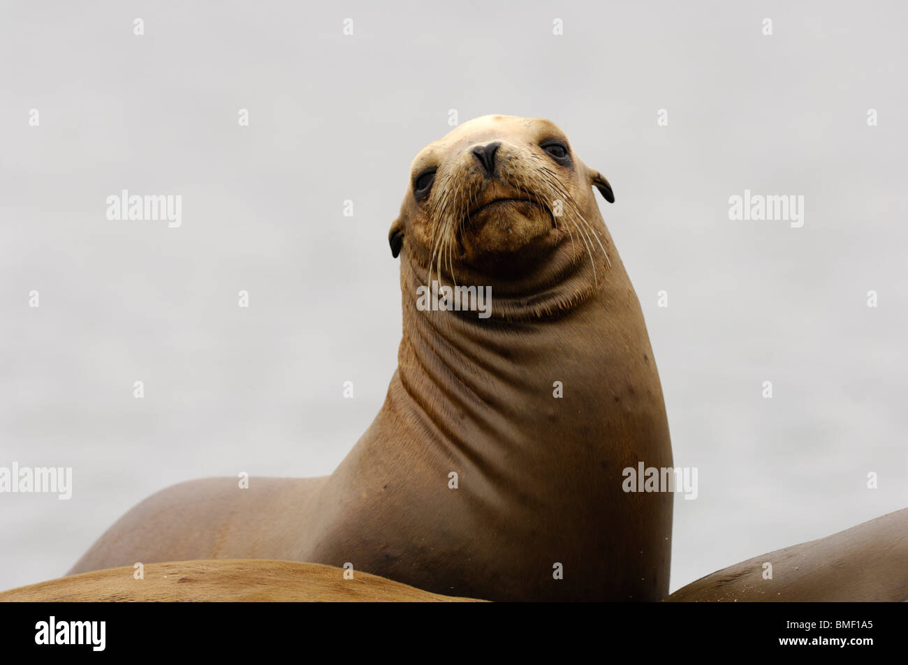 Stock photo profile closeup of a juvenile California sea lion, Moss ...
