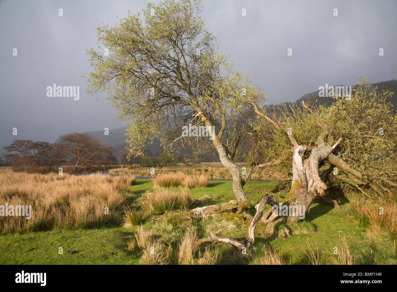 Derwent Water Lake DIstrict Cumberland England hills trees rain mist ...