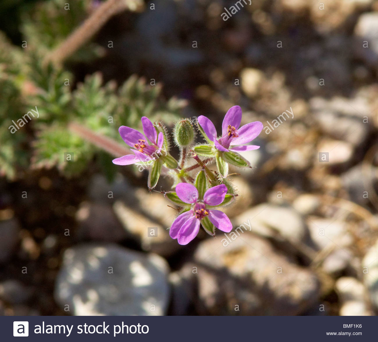 Filaree Stock Photos & Filaree Stock Images - Alamy