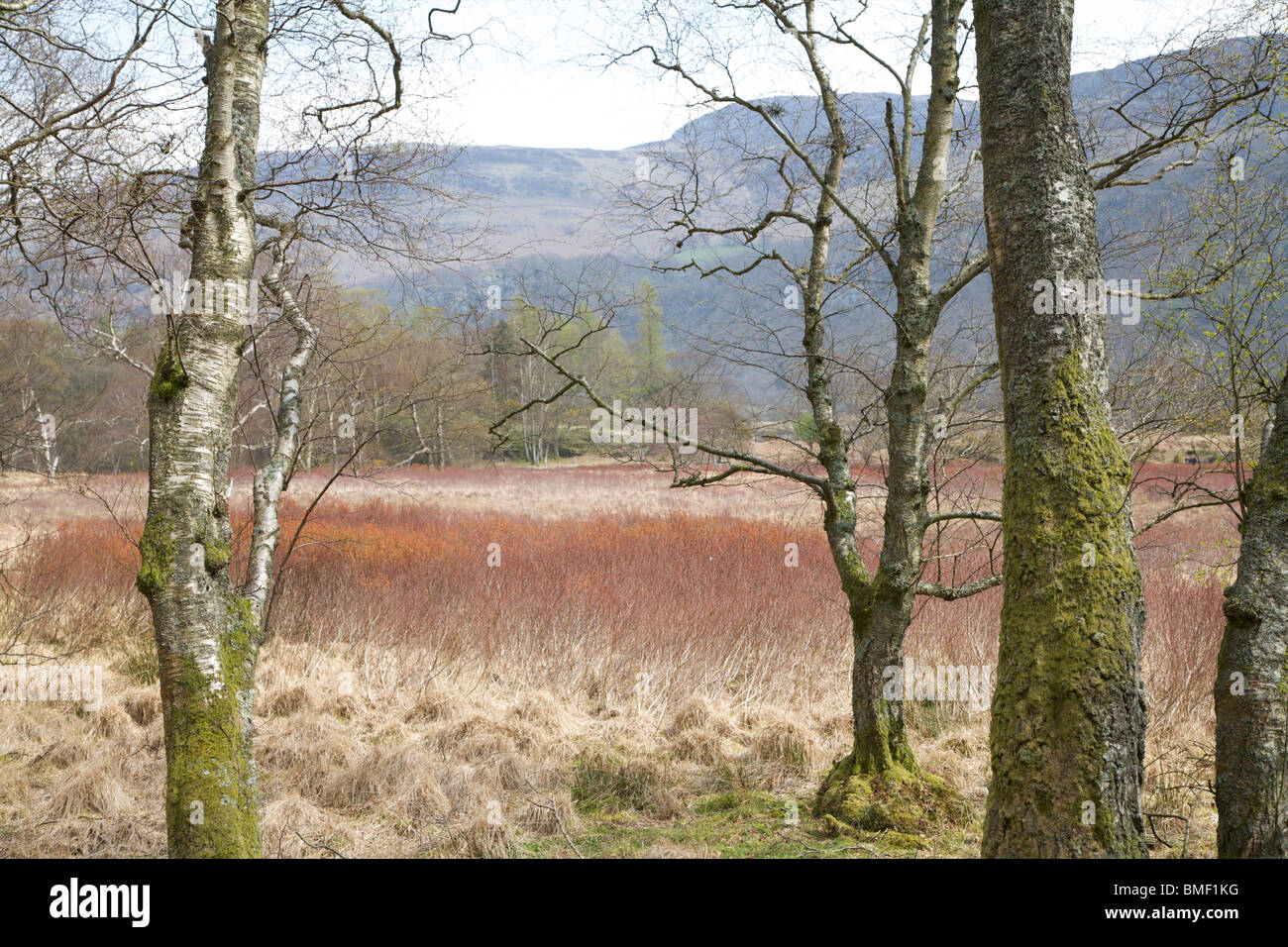 Derwent Water Lake DIstrict Cumberland England hills trees Stock Photo ...