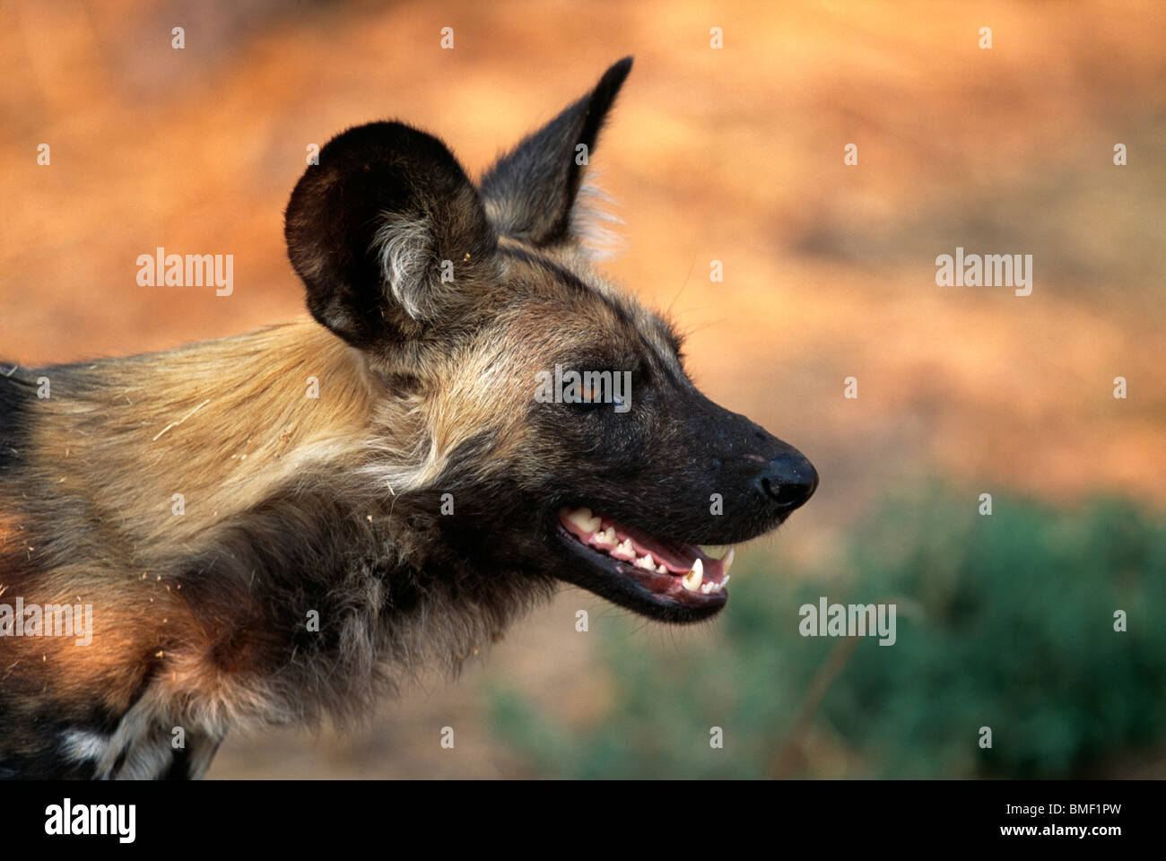 African wild dog yawning resting hi-res stock photography and images ...