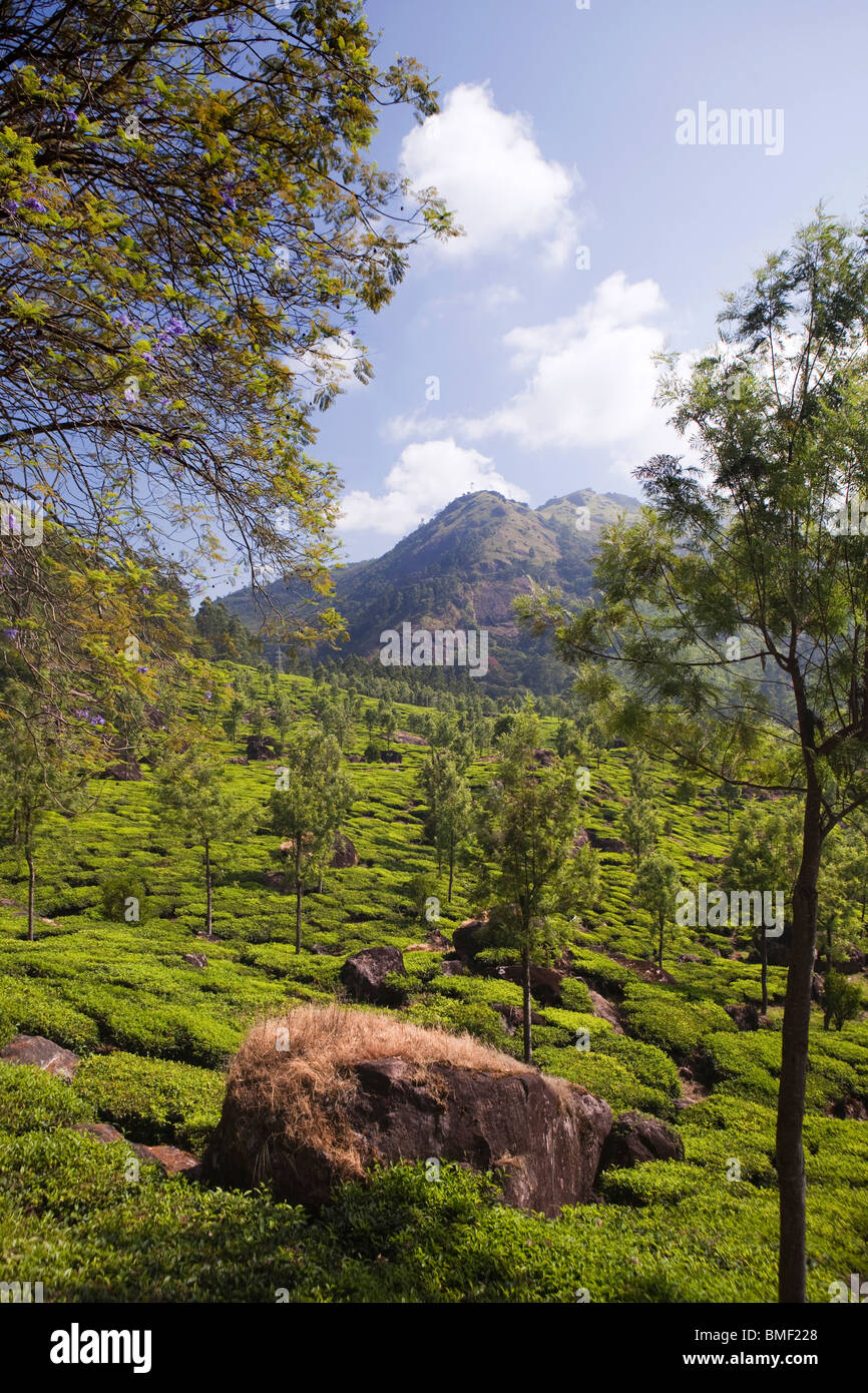India, Kerala, Munnar, high altitude tea plantation Stock Photo - Alamy