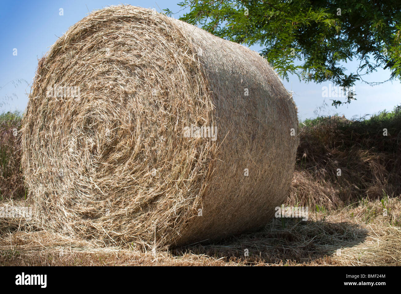 Hay ball in a corn field, drop shadow in the field Stock Photo - Alamy