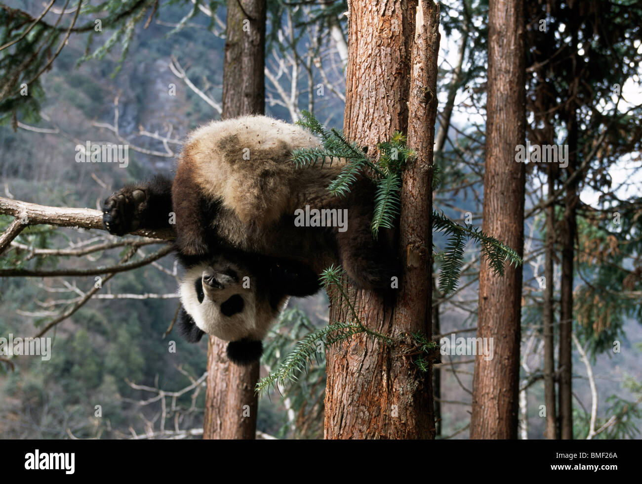 Giant panda in a tree, Sichuan, China Stock Photo - Alamy