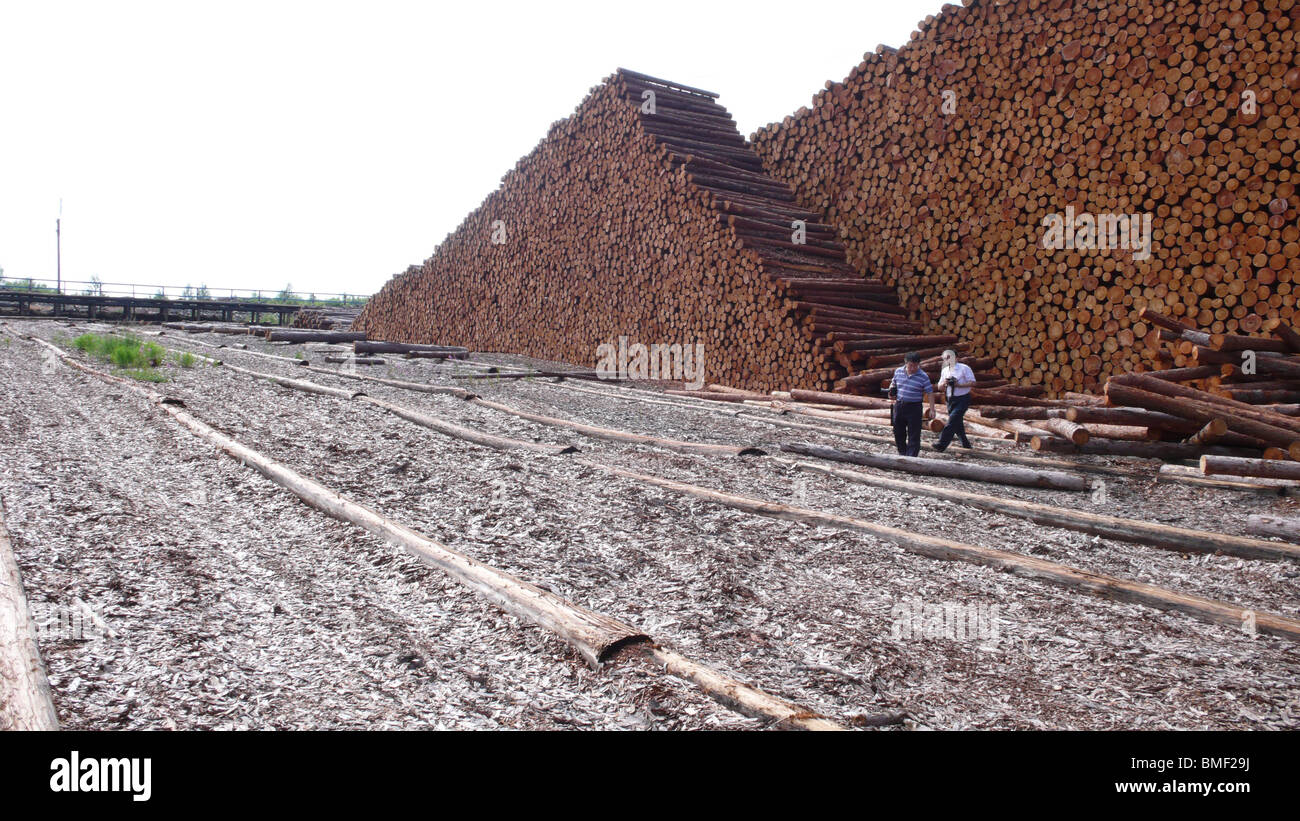 Wood log piles in local forestry farm, Harbin, Heilongjiang Province ...