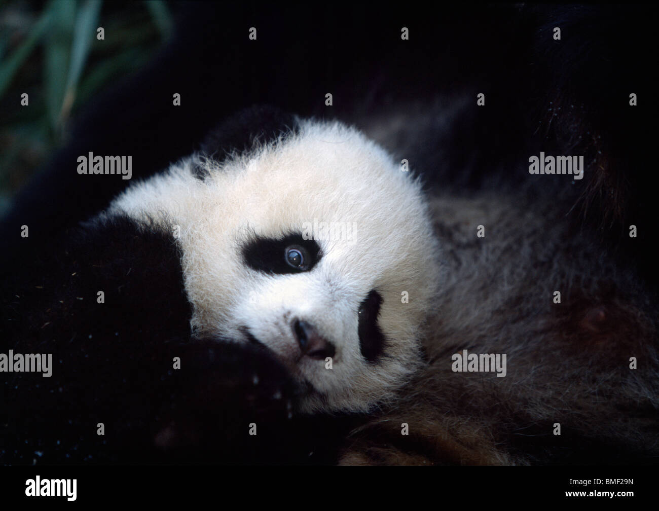 Giant panda baby hi-res stock photography and images - Alamy
