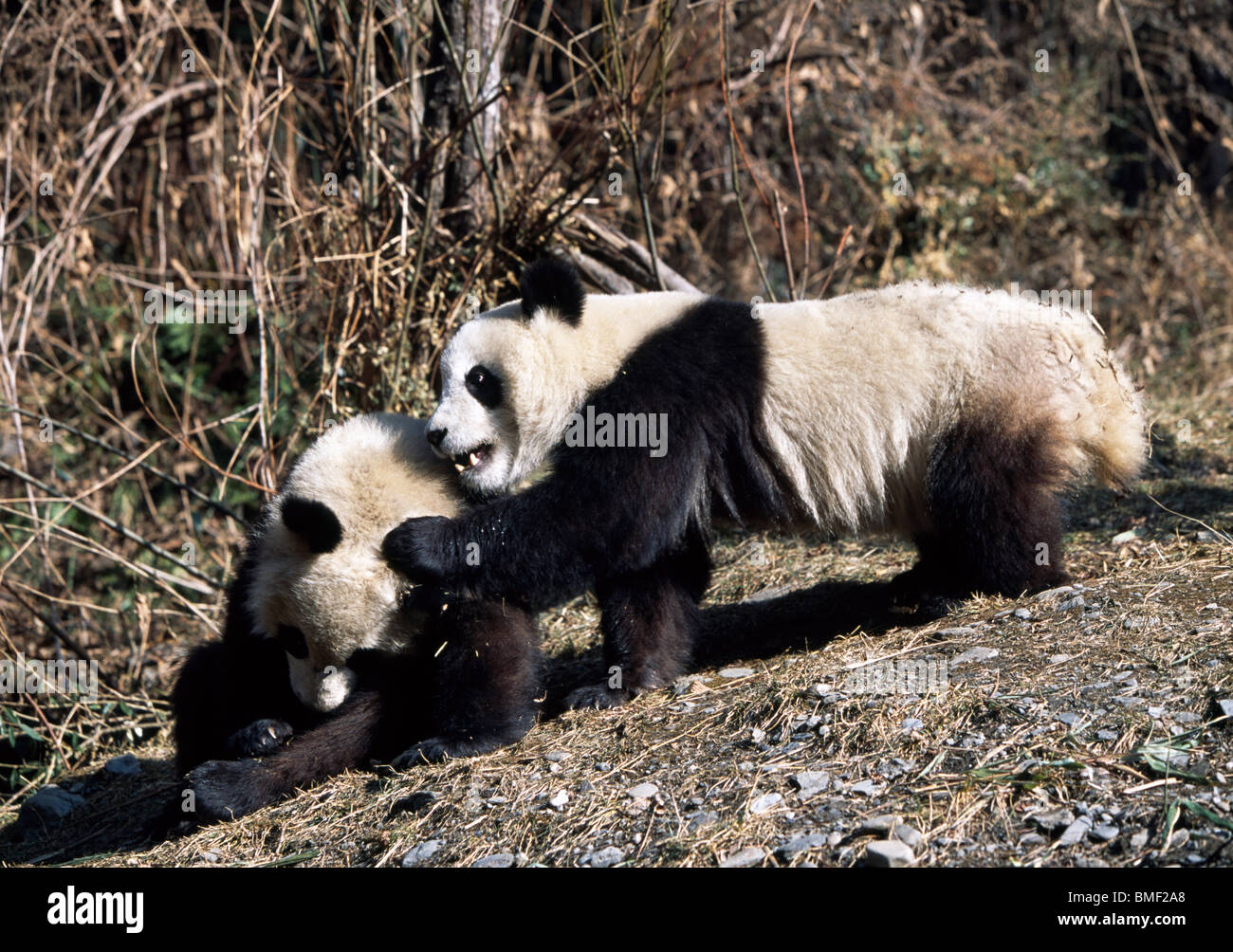 Two pandas play china hi-res stock photography and images - Alamy