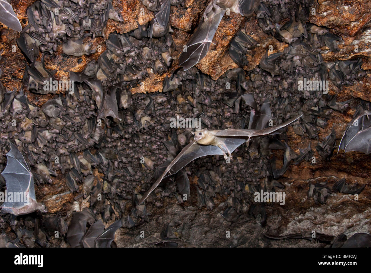 Egyptian Fruit Bats High Resolution Stock Photography and Images - Alamy
