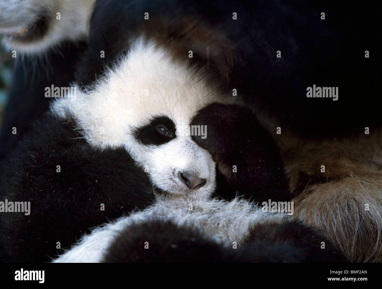 Pandas cuddling hi-res stock photography and images - Alamy