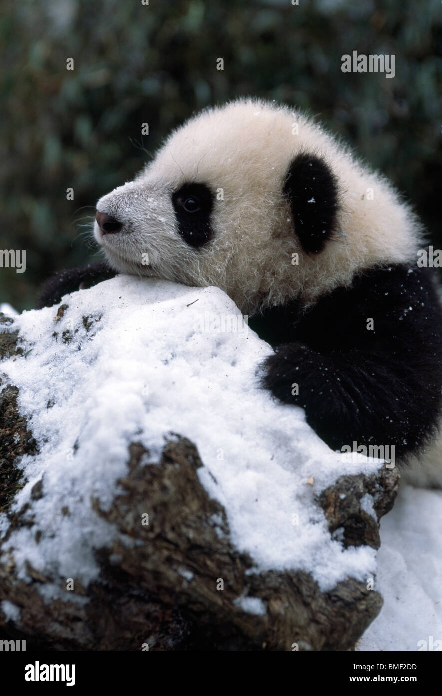 Giant Panda cub, Sichuan, China Stock Photo - Alamy