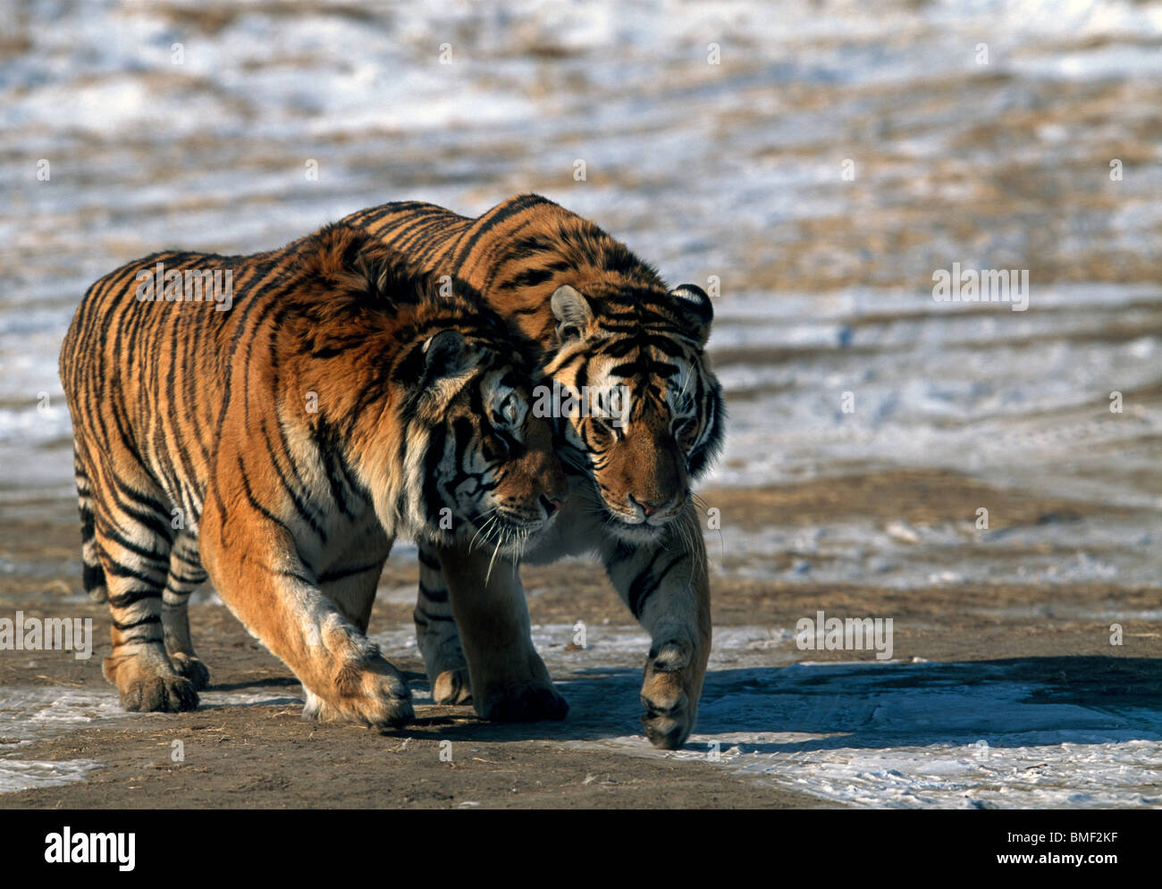 Siberian Tigers, Northern China Stock Photo - Alamy