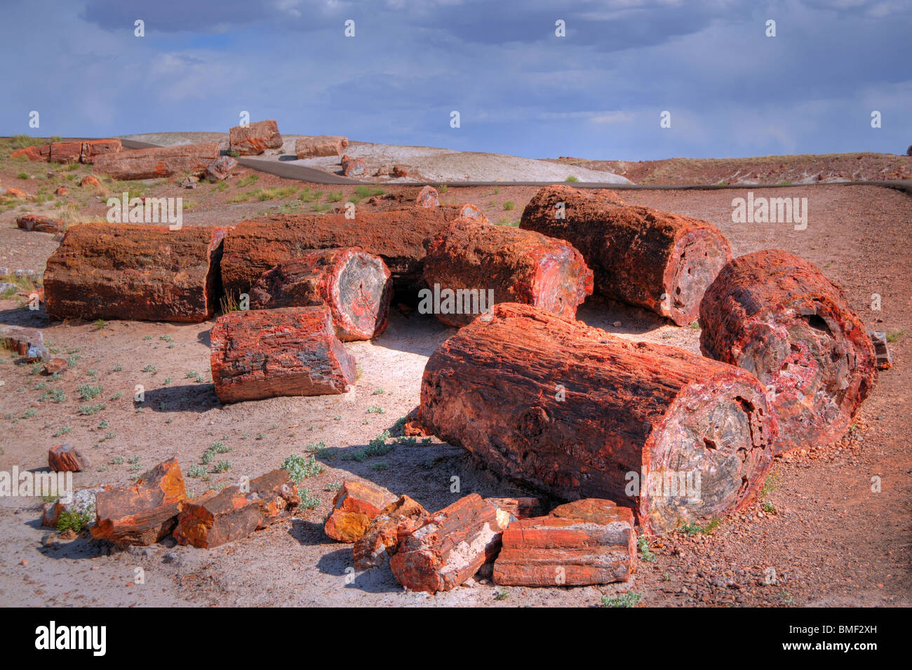 Petrified trees in the Petrified Forest National Park Arizona USA Stock ...