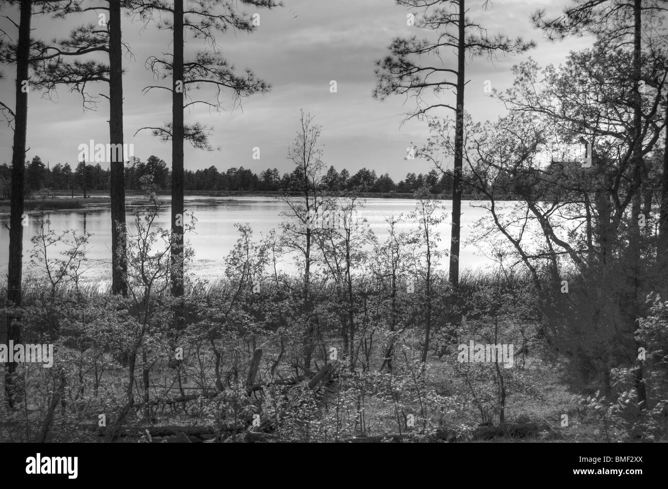 Mountain forest wilderness in Black and White Stock Photos & Images - Alamy
