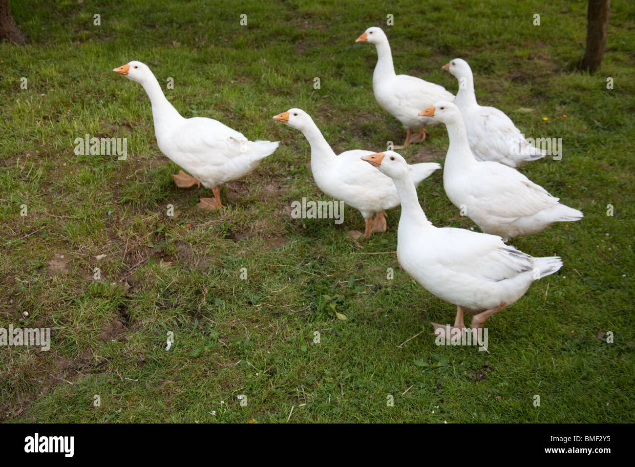 Flock of farm geese hi-res stock photography and images - Alamy