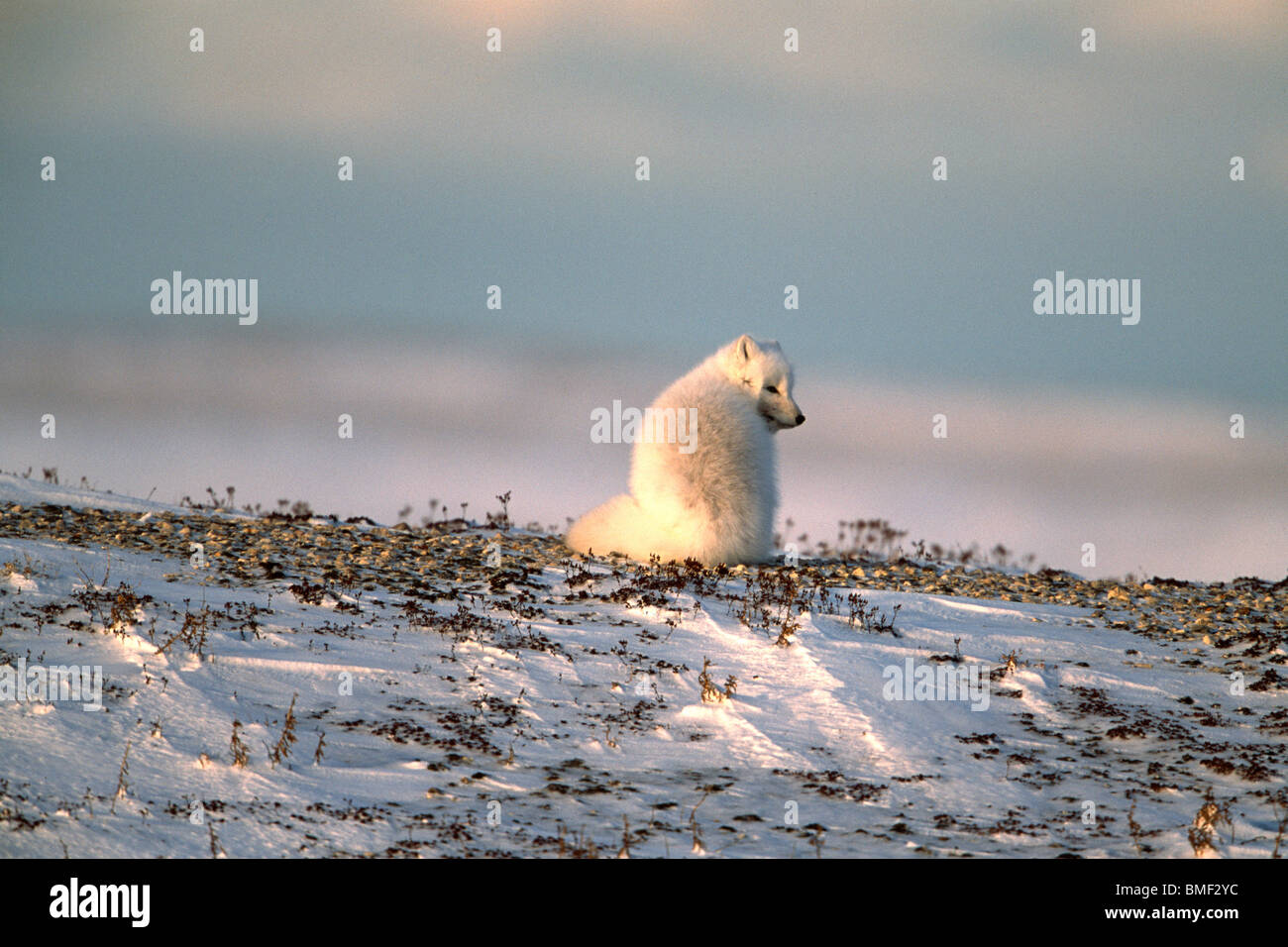 Churchill arctic fox hi-res stock photography and images - Alamy