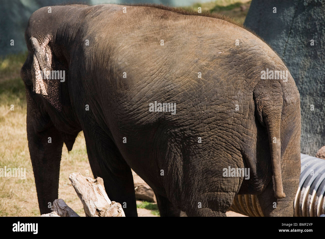Asian Elephant, elephas maximus, in zoo setting Stock Photo - Alamy