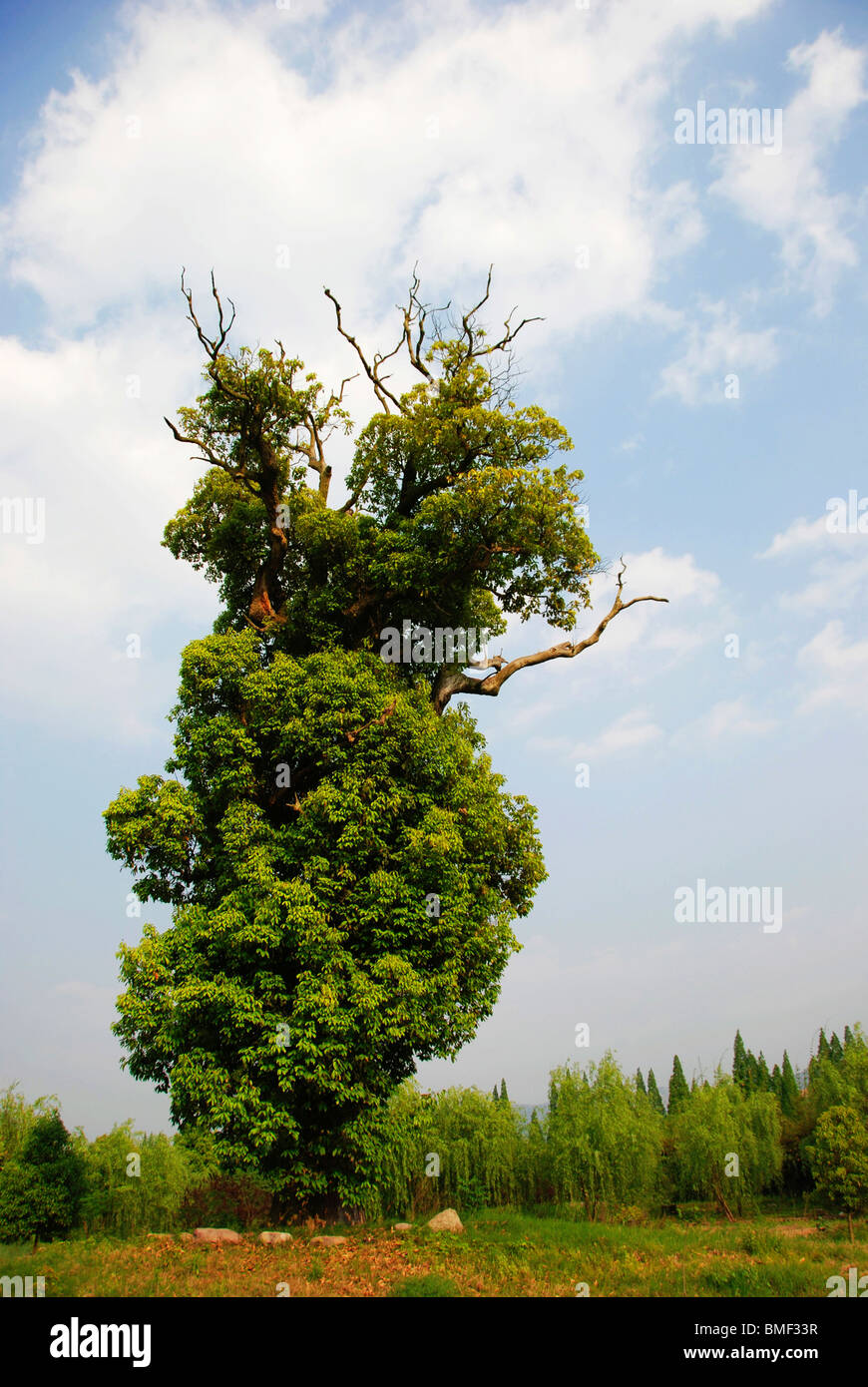Ancient tree in front of the Tongjiang Academy, Xianju, Taizhou ...