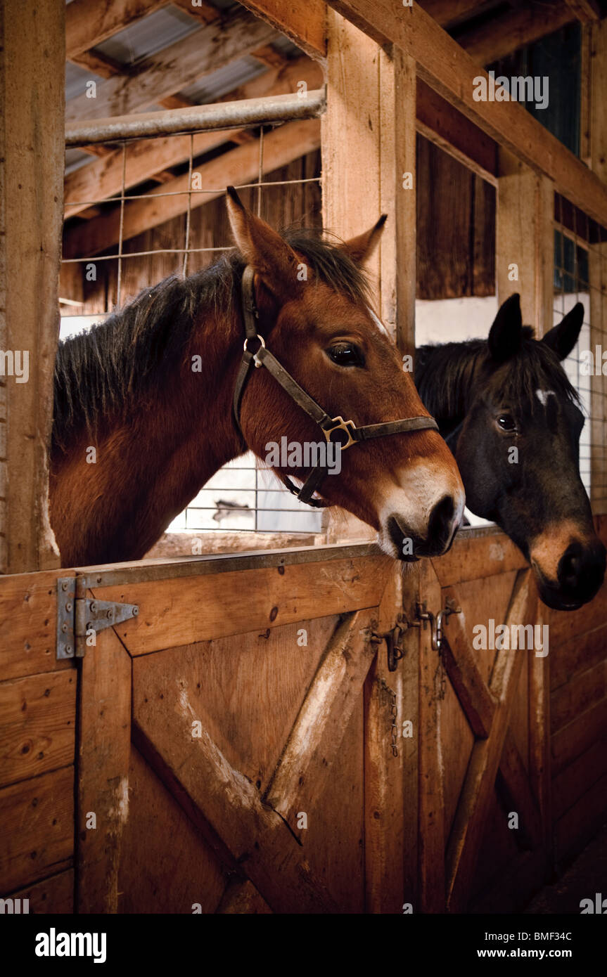 Horses in stables hi-res stock photography and images - Alamy