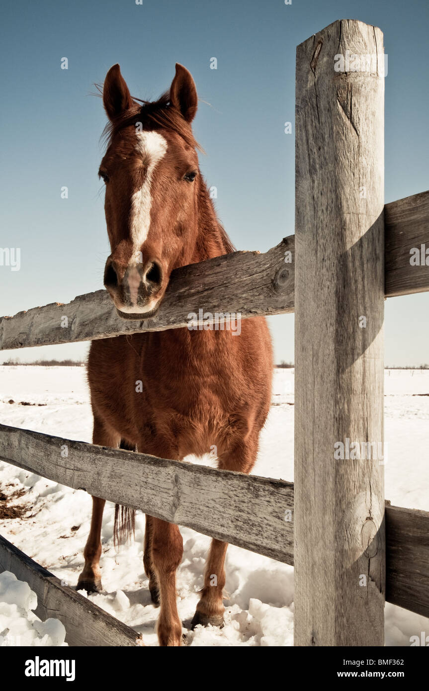 Horse looking over fence hi-res stock photography and images - Alamy