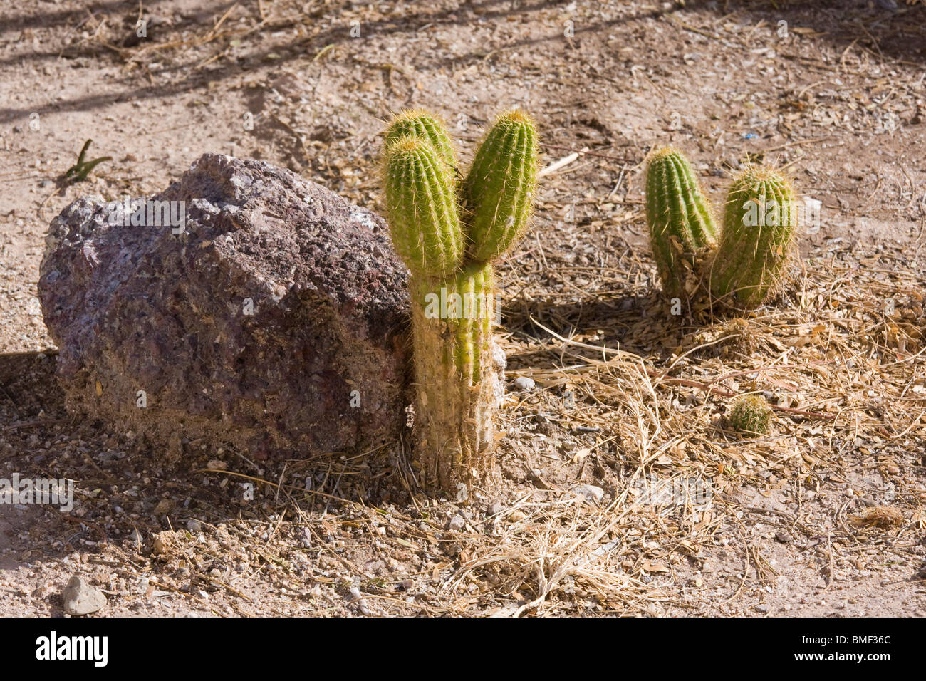 Hedgehog cactus, Echinocereus fasciculatus Stock Photo - Alamy