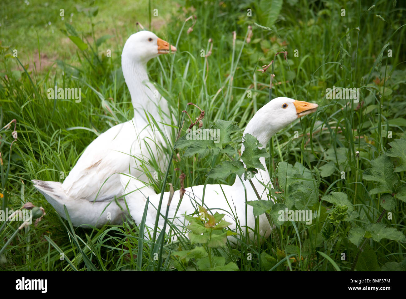 Flock of farm geese hi-res stock photography and images - Alamy