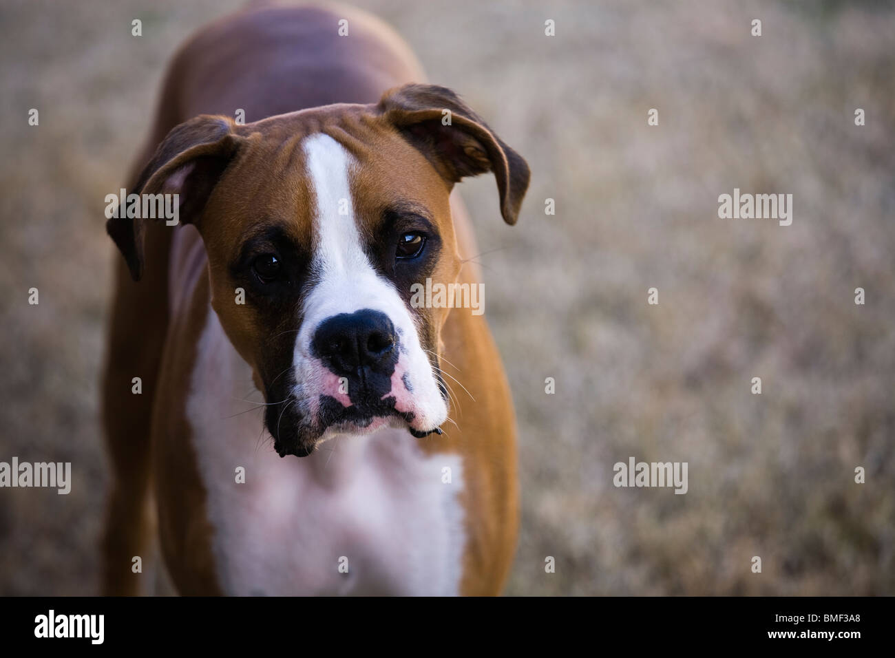 Male Boxer Dog Stock Photos & Male Boxer Dog Stock Images - Alamy