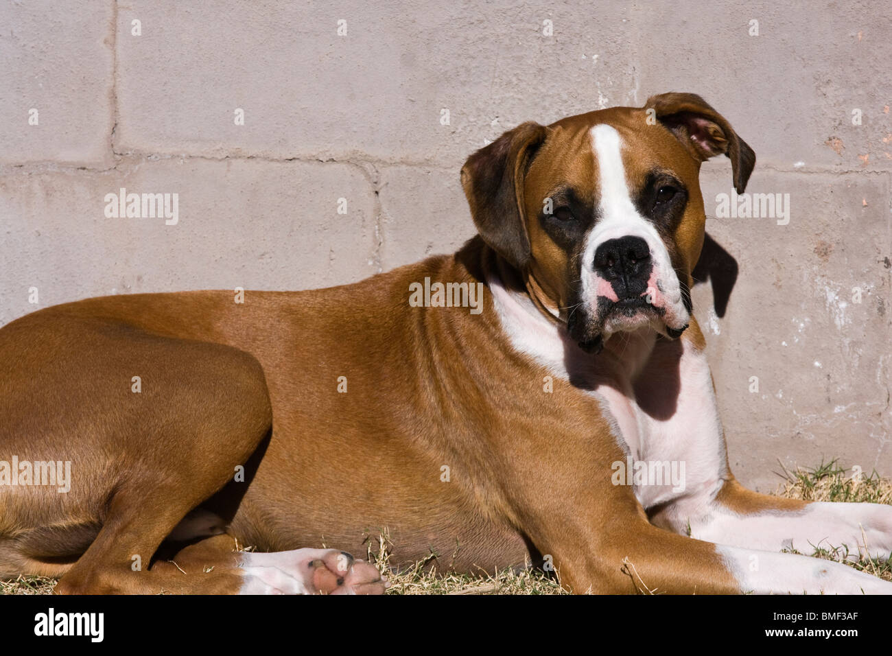 Male boxer dog Stock Photo - Alamy