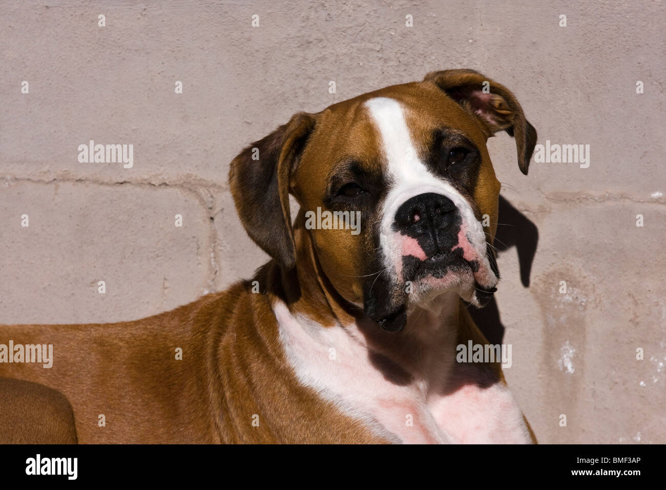 Male boxer dog Stock Photo - Alamy