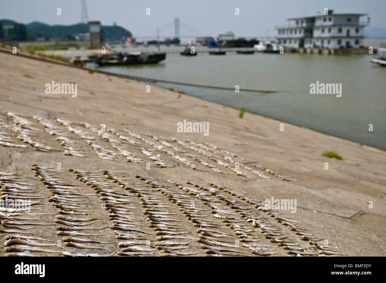 Fish laid out drying port hi-res stock photography and images - Alamy