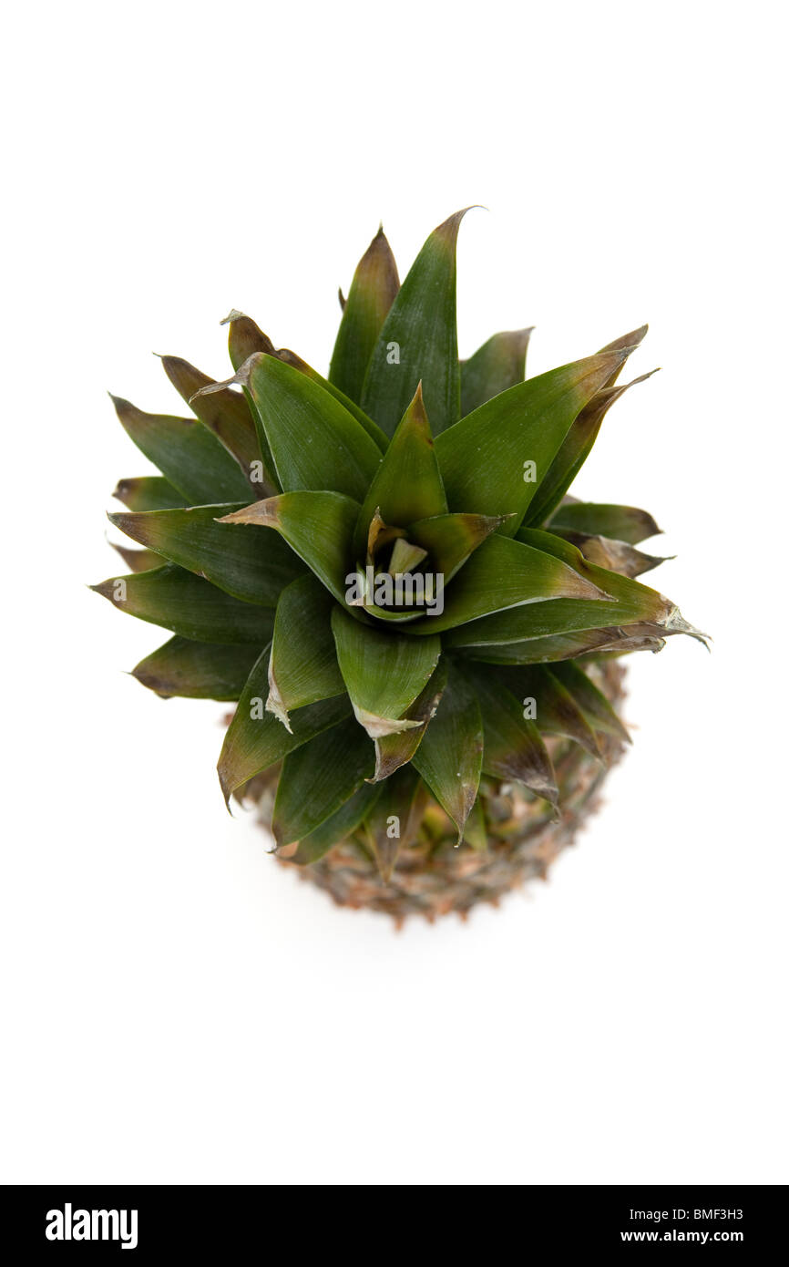 Pineapple whole isolated on a white studio background Stock Photo - Alamy