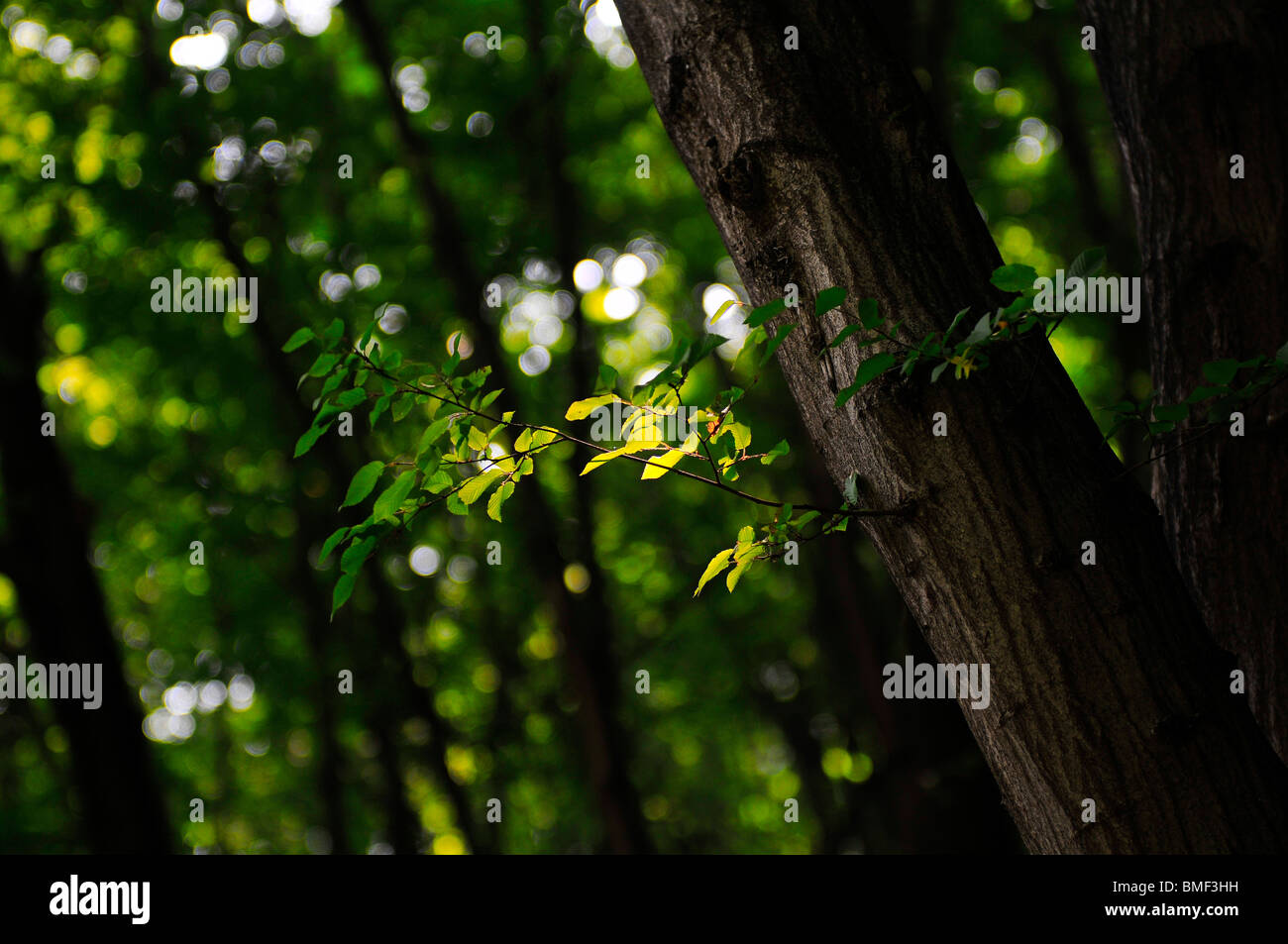 Dense forest, Taihang Mountain, Linzhou, Henan Province, China Stock ...