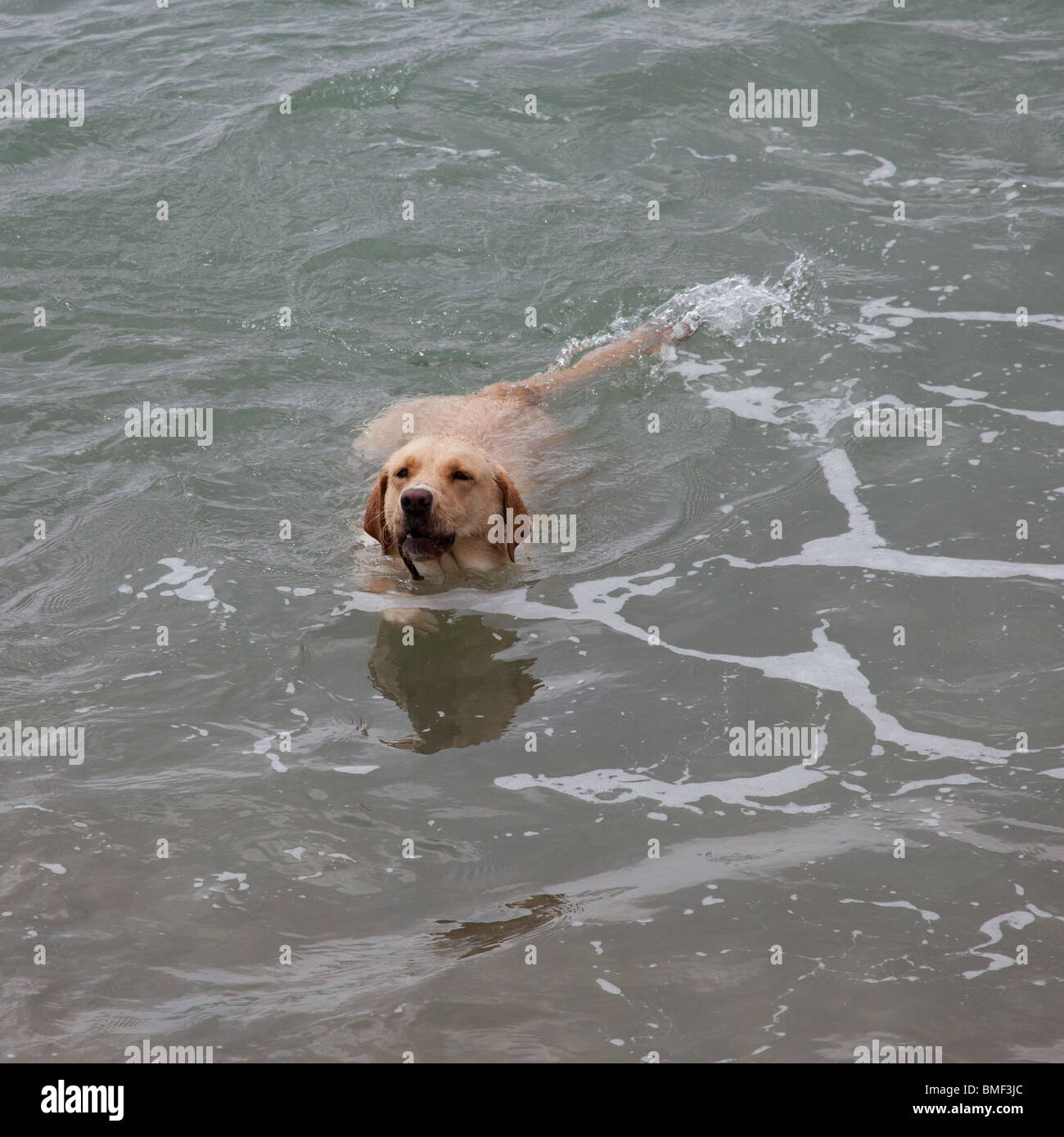 Labrador dog swimming in the sea at Hayling Island , Hampshire, England ...