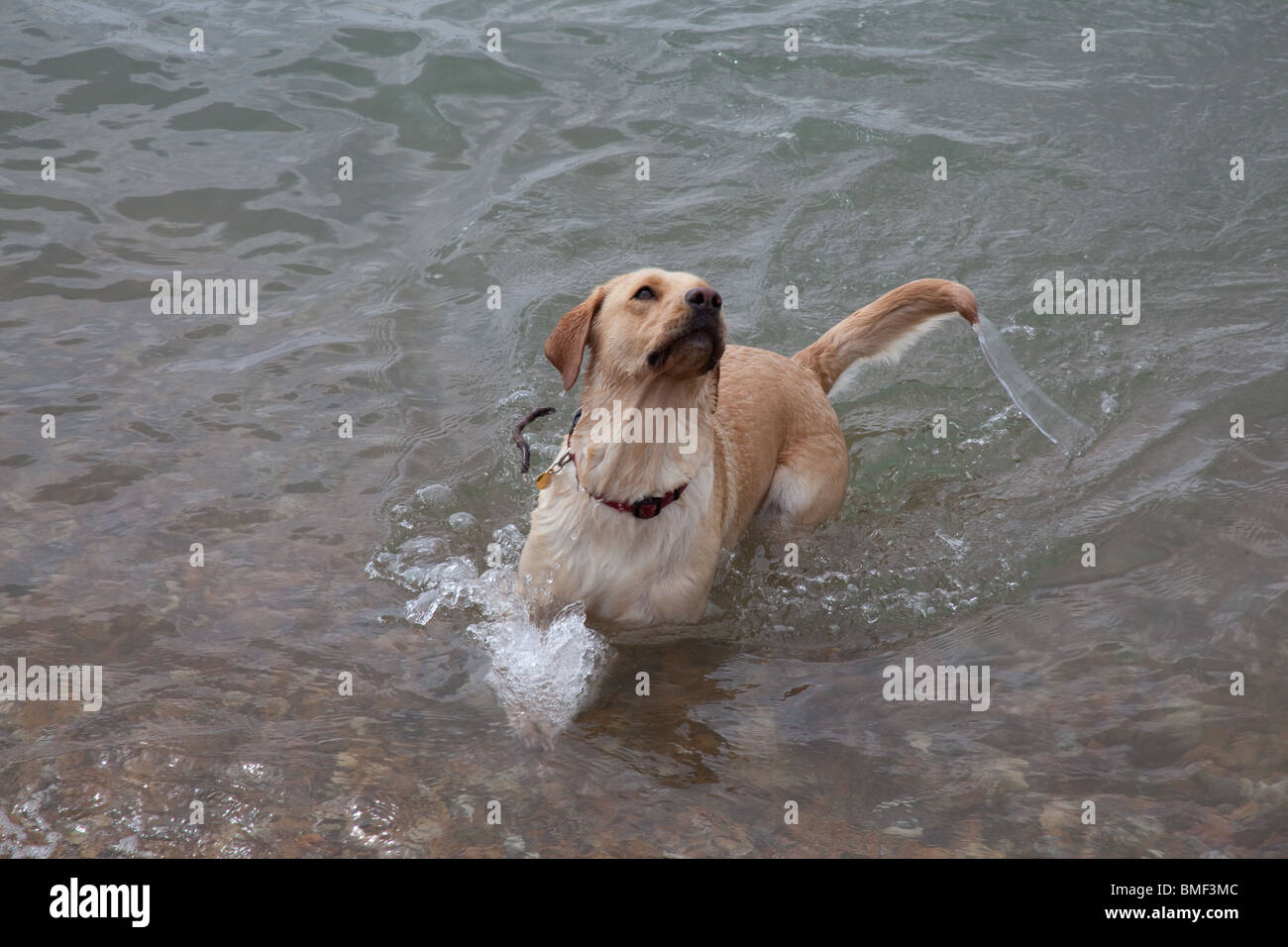 Dog swimming exercise hi-res stock photography and images - Alamy