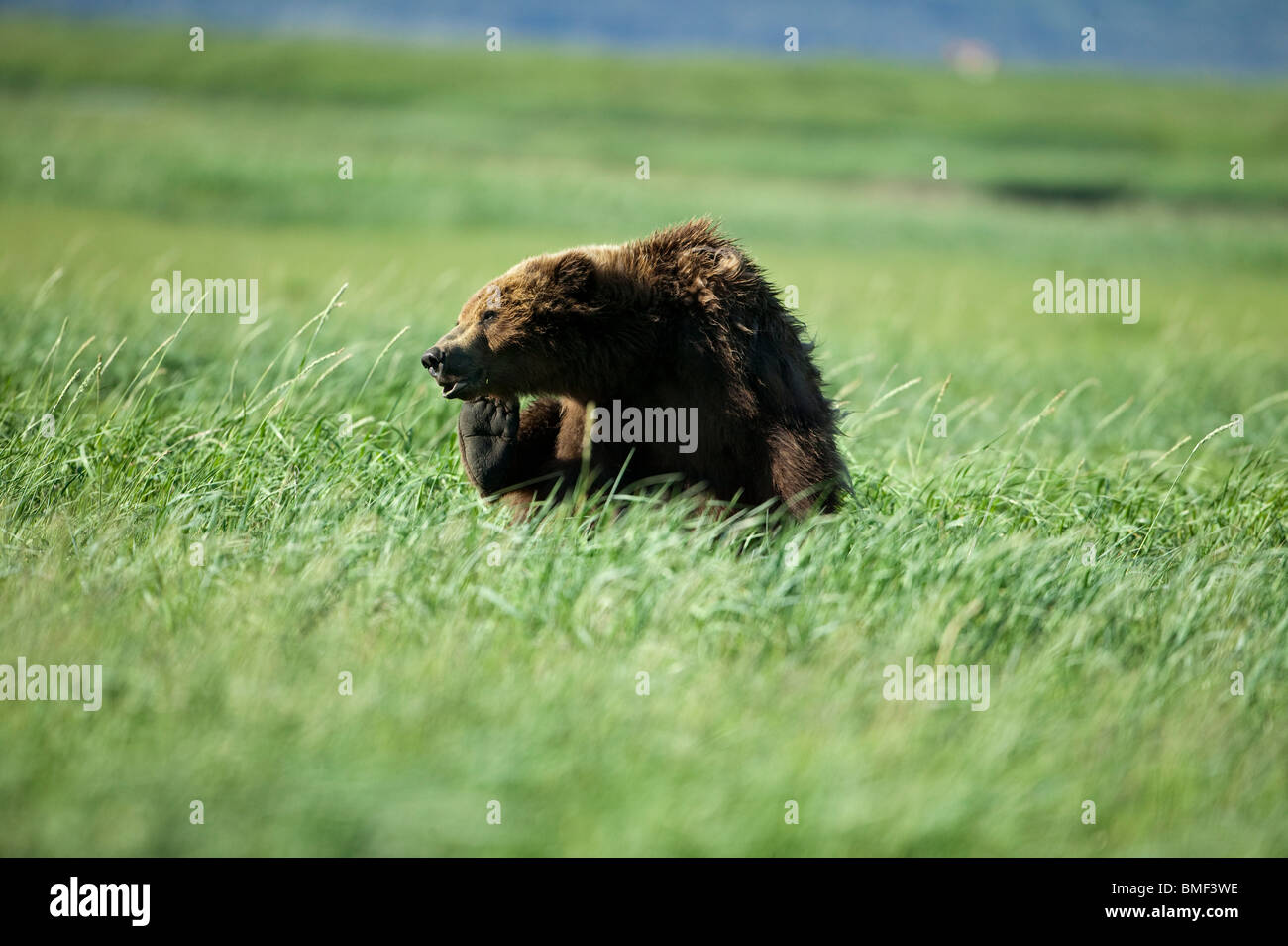 Brown bear, Katmai National Park, Alaska Stock Photo - Alamy
