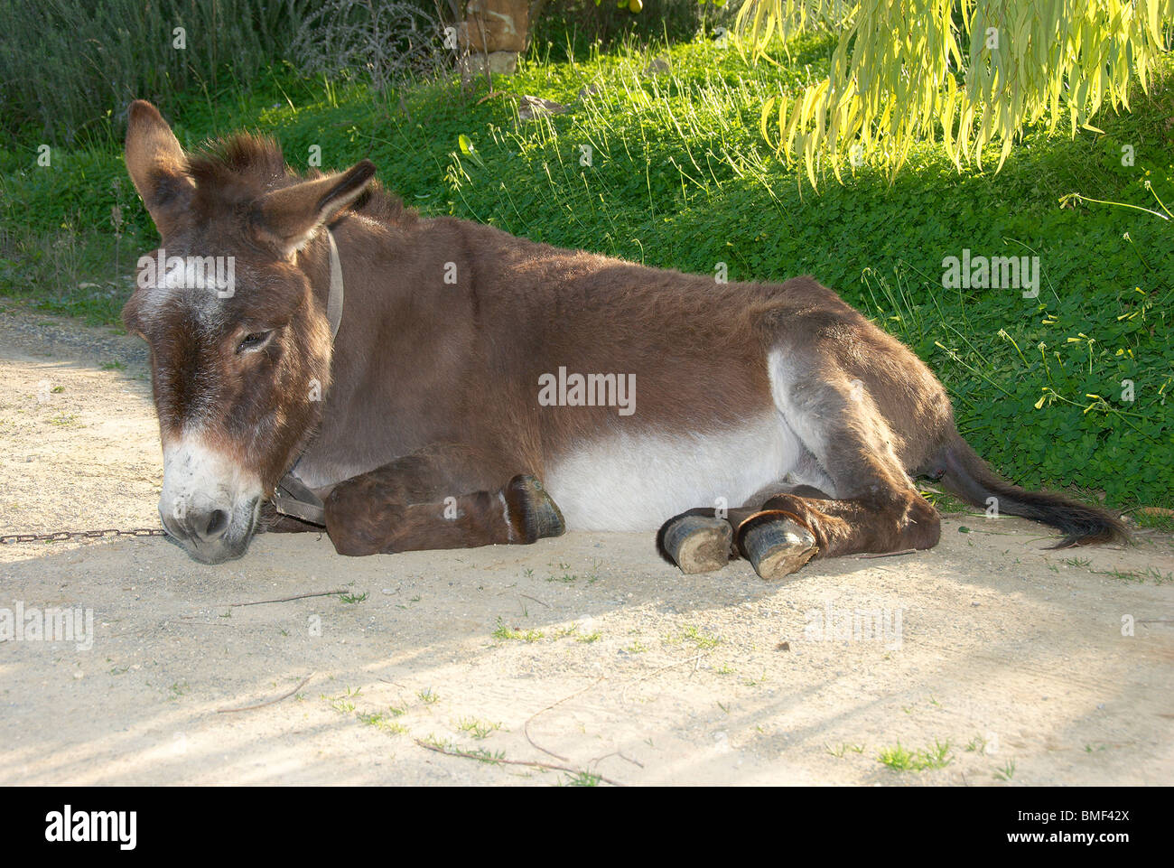 Donkey sitting on a dirt track Stock Photo - Alamy