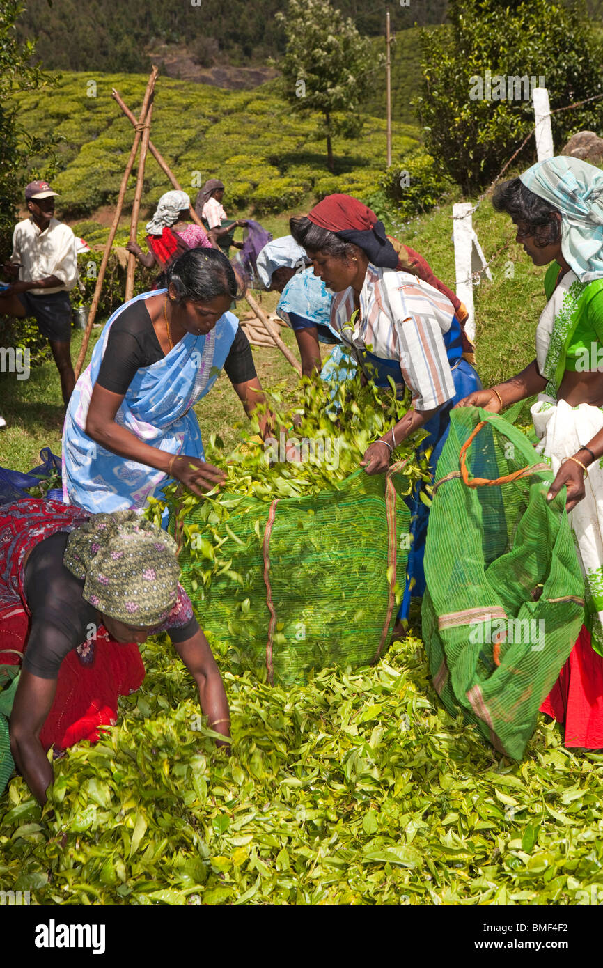 Indian tea picker hi-res stock photography and images - Alamy