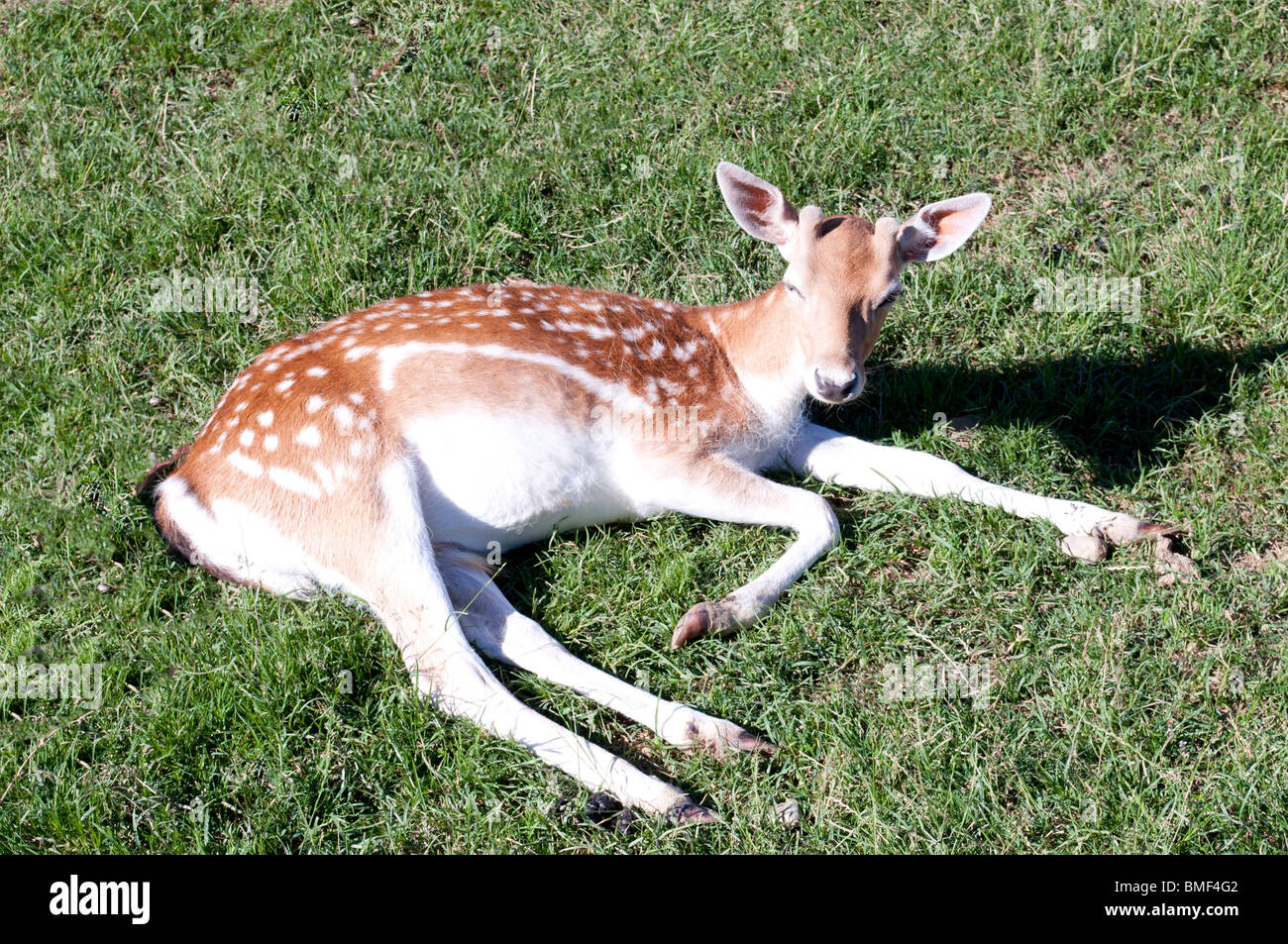 Brocket deer hi-res stock photography and images - Alamy