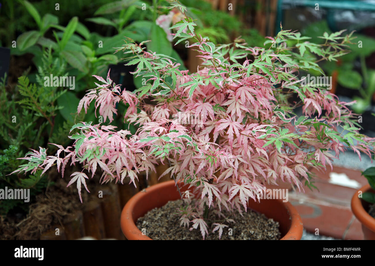 Acer palmatum Taylor Stock Photo - Alamy