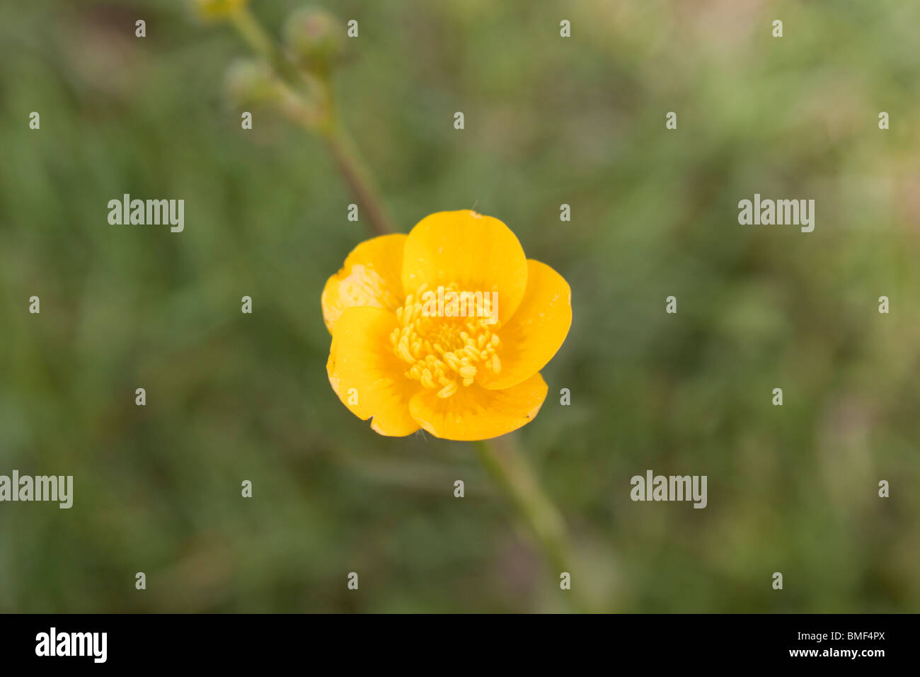 A single buttercup in a field Stock Photo - Alamy