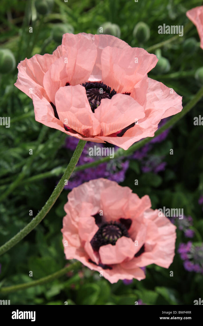 Orientale hi-res stock photography and images - Alamy