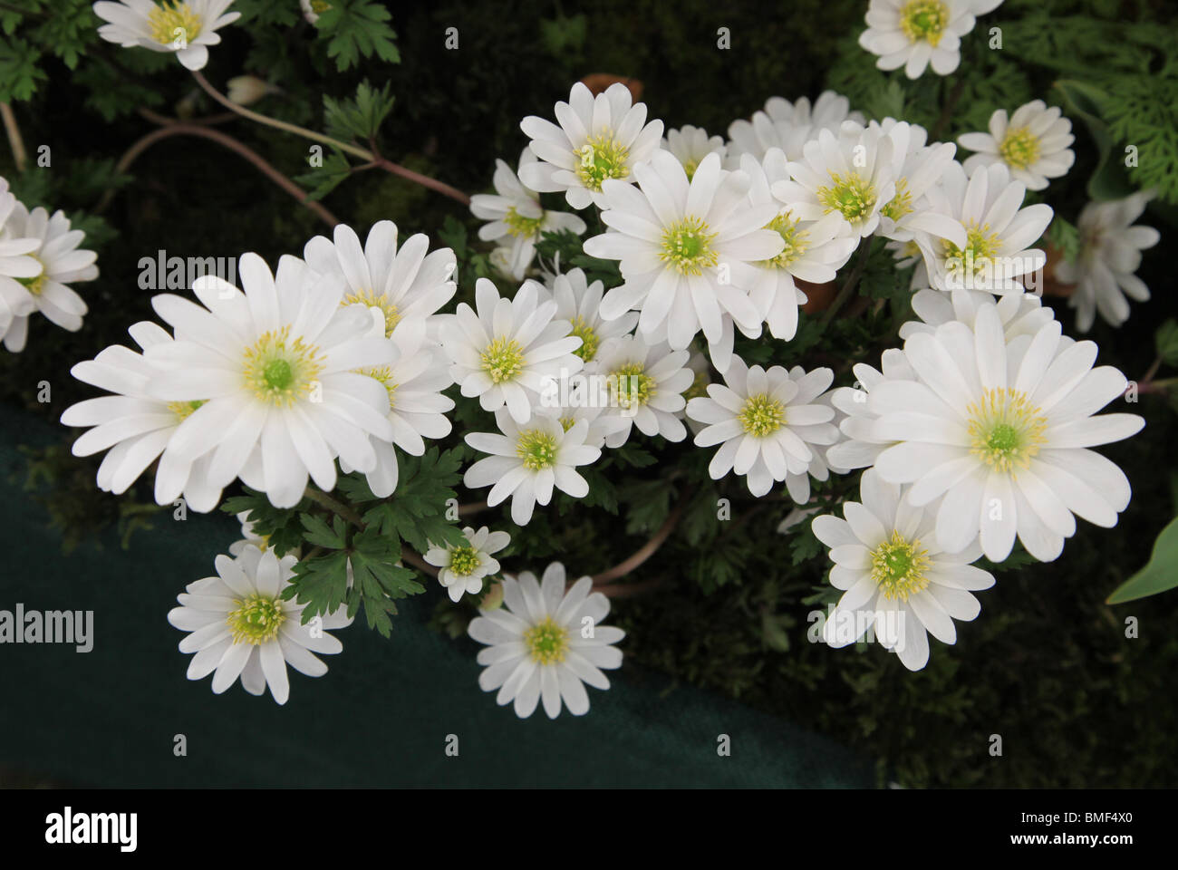 Bulb Anemone Stock Photos & Bulb Anemone Stock Images - Alamy