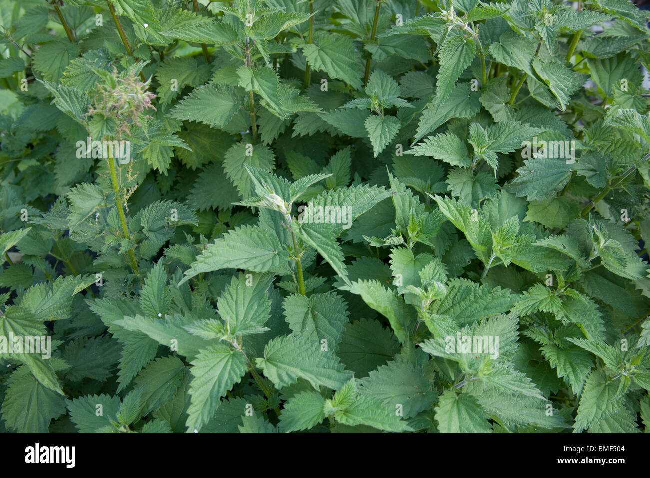 Nettle rash hi-res stock photography and images - Alamy